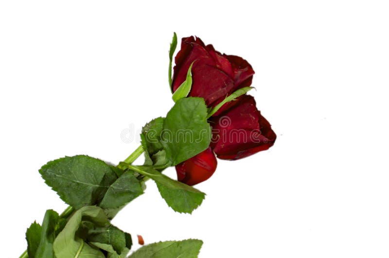 Two Red Roses with Stems and Green Leaves Stock Photo - Image of bunch ...
