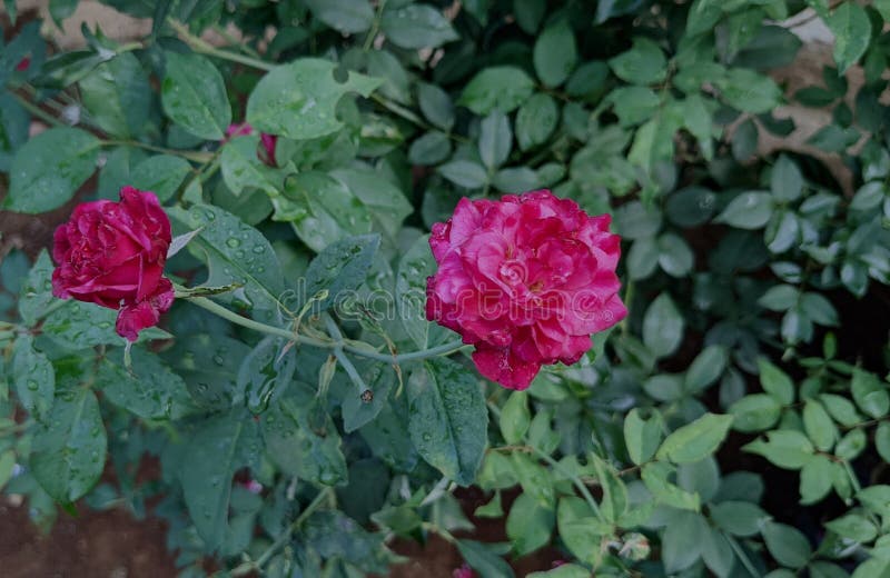Two Red Roses in Sukabumi City Park, West Java Stock Image - Image of ...