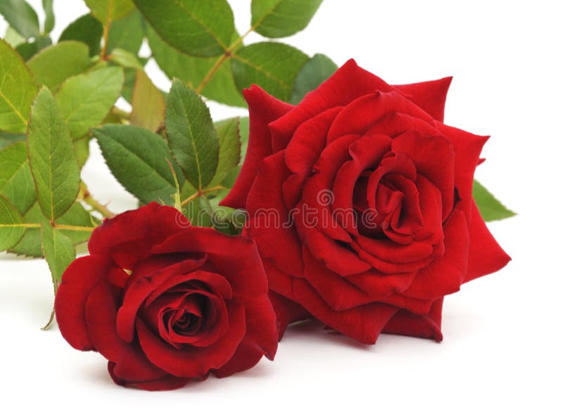 Two red roses. stock photo. Image of sharp, barbed, leaf - 110862212
