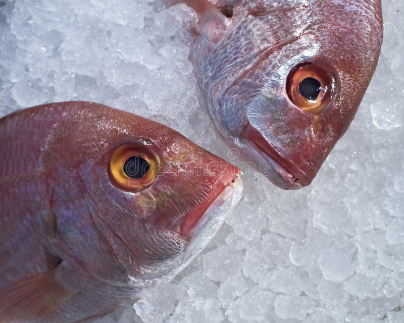 16+ Fresh red bream fish Free Stock Photos - StockFreeImages