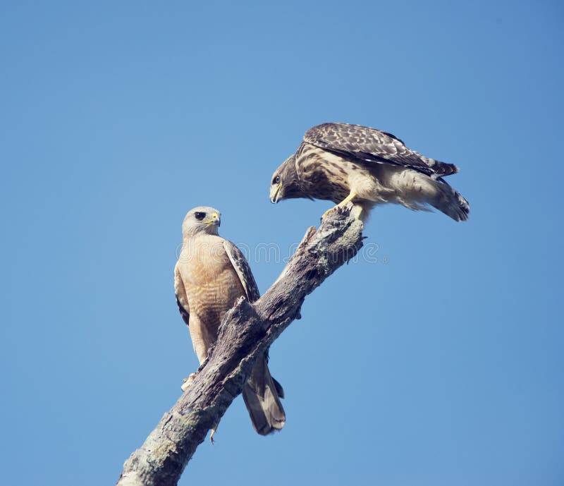 Two Red Shouldered Hawks stock image. Image of outdoor - 73110109