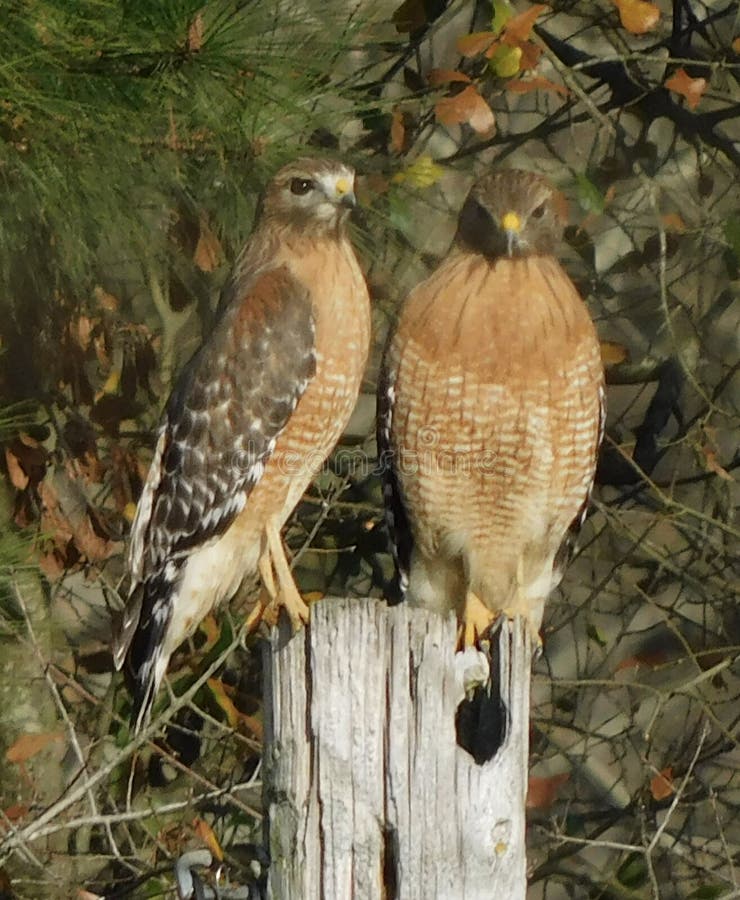 Two Red-Shouldered Hawks Together Stock Photo - Image of pole ...