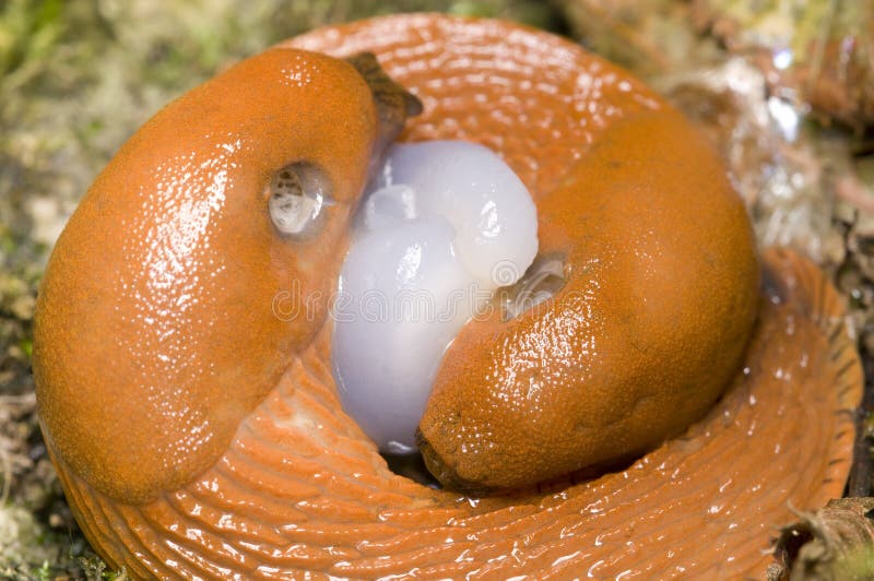 Two red slug stock image. Image of mollusc, slime, crawler - 15896483