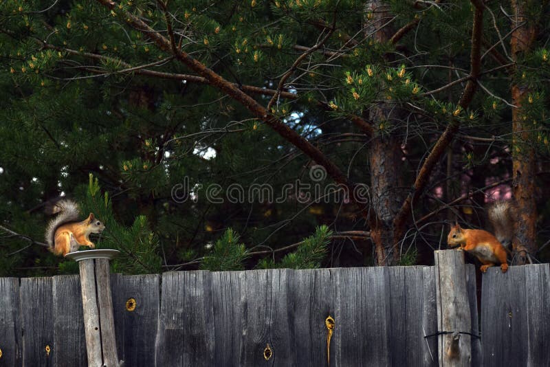 2 Squirrels on the Fence Sits and Eats Nuts Stock Image - Image of ...
