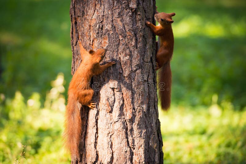 Two Red Squirrels Play on Tree Stock Photo - Image of look, isolated ...