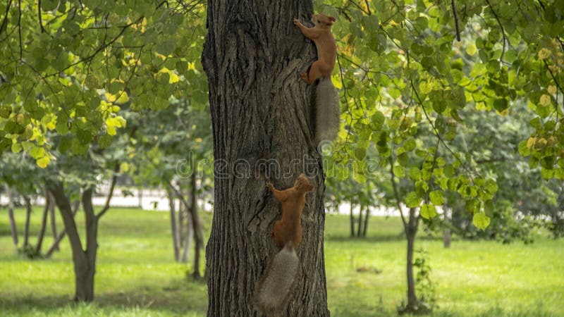 Two Red Squirrels Run after Each Other on Wood. Stock Image - Image of ...