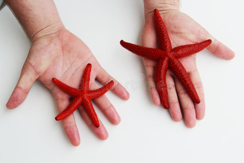 Two red starfish stock photo. Image of ocean, sepositus - 55460826
