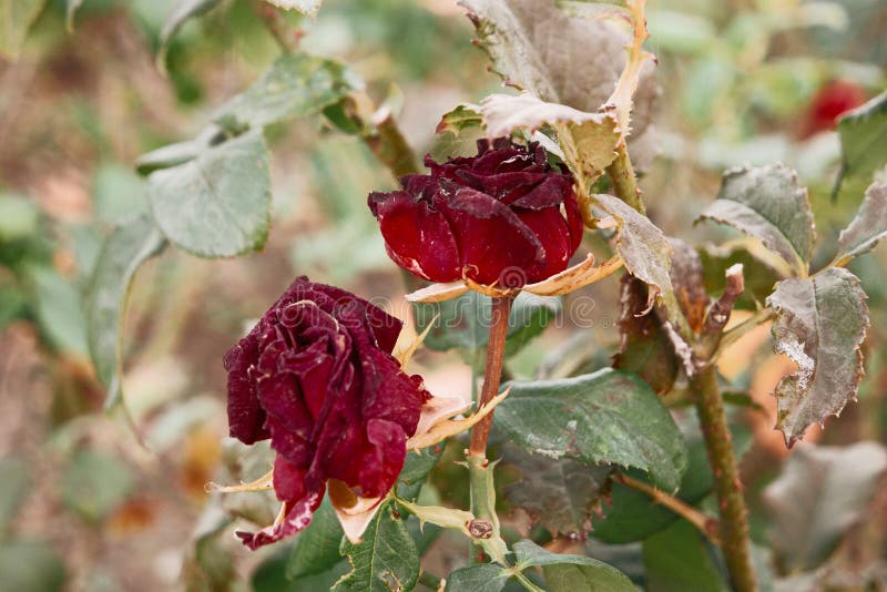 Two Red Tea Rose Flowers in Autumn Garden Stock Image - Image of rose ...