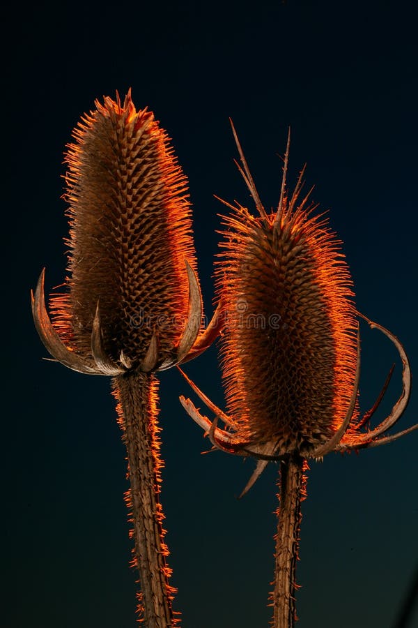 Two Red Thistles stock photo. Image of prickers, black - 2232144