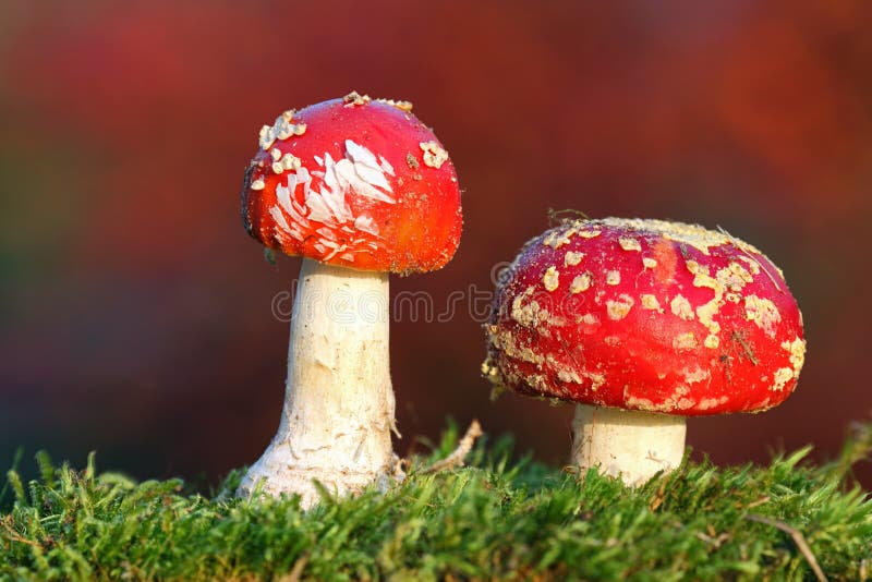 Red toadstool stock photo. Image of british, agaric, moss - 21942318