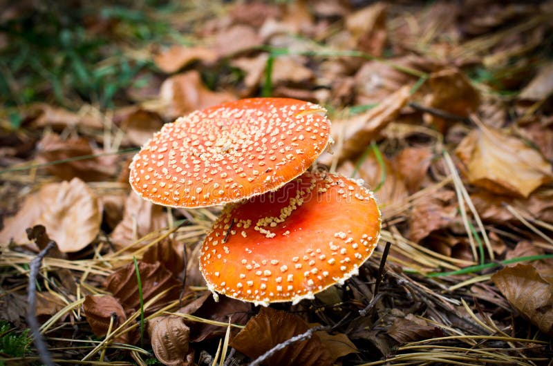 Red toadstool stock photo. Image of magic, fall, amanita - 27810320
