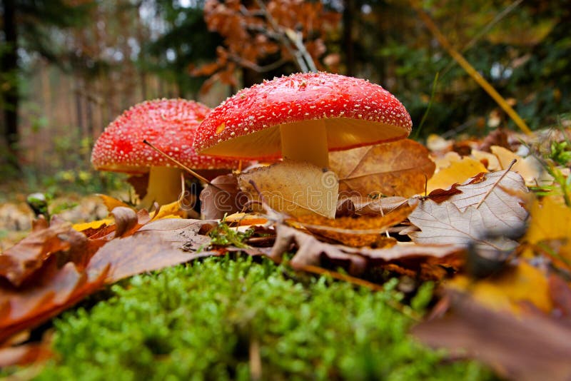 Two red toadstools stock image. Image of forest, danger - 79961107