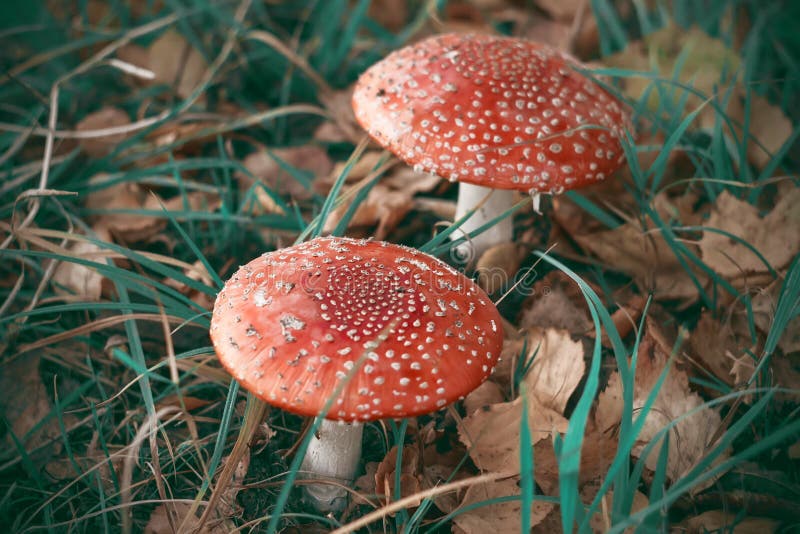 Two Red Toadstools Grow In A Clearing Dotted With Fallen Autumn Leaves ...