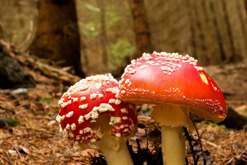 Two red toadstools stock image. Image of detail, mottled - 79960971