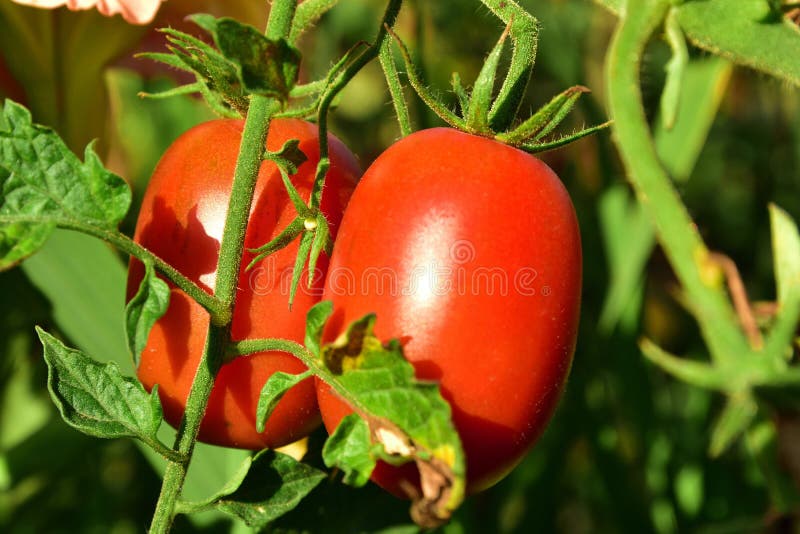 Two Red Tomatoes on the Bush Stock Photo - Image of bunch, grow: 196992086