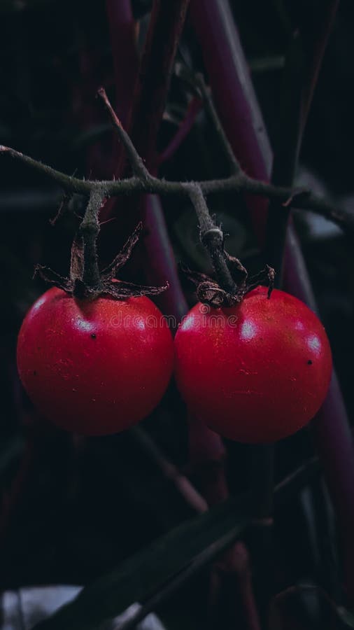 Two Red Tomatoes Hung from the Stalk Stock Image - Image of hung, stalk ...