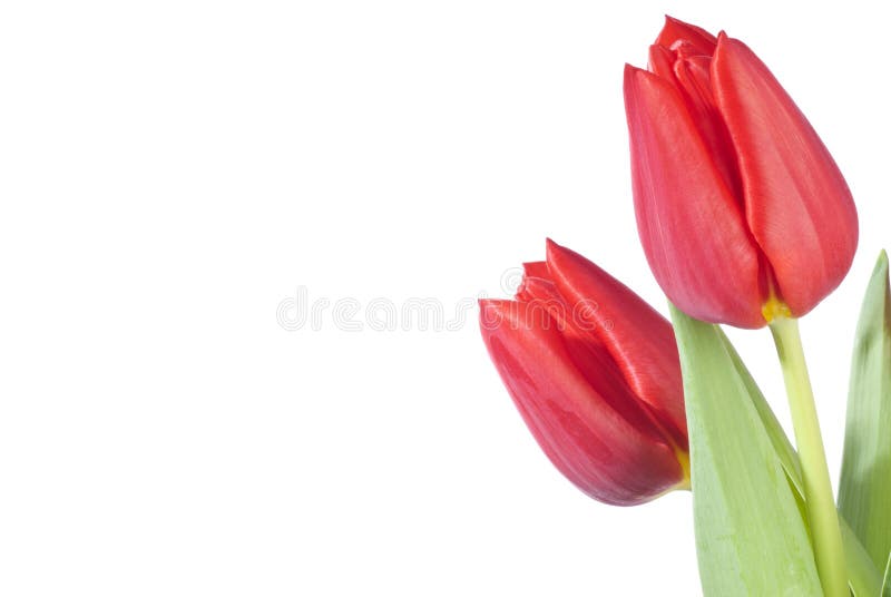 Two Red Tulips stock image. Image of seasonal, leaves - 19200213
