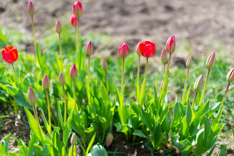 Two red tulips blossom. stock image. Image of bloom, flora - 70644343