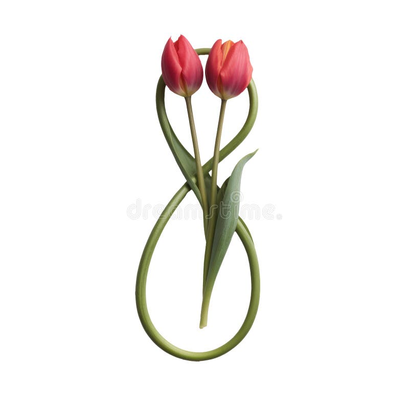 Two Red Tulips in Figure Eight, Isolated on White Stock Illustration ...