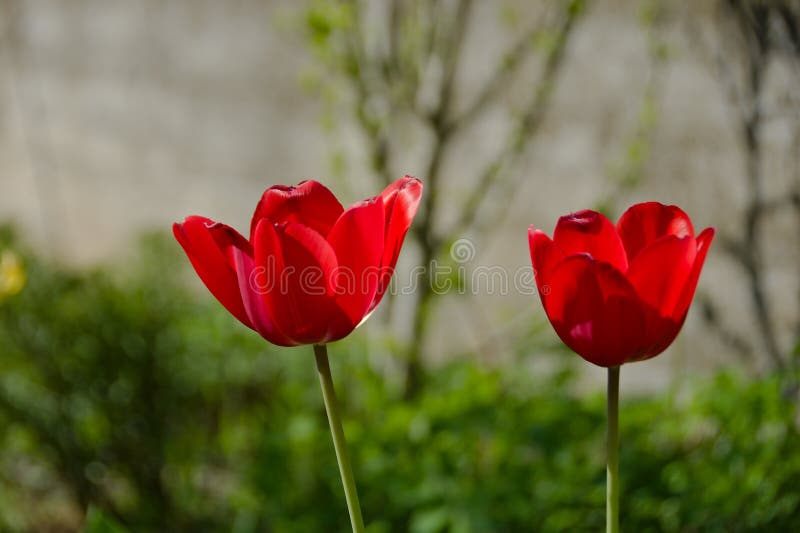 Two red tulips stock image. Image of tulips, colorful - 145460401