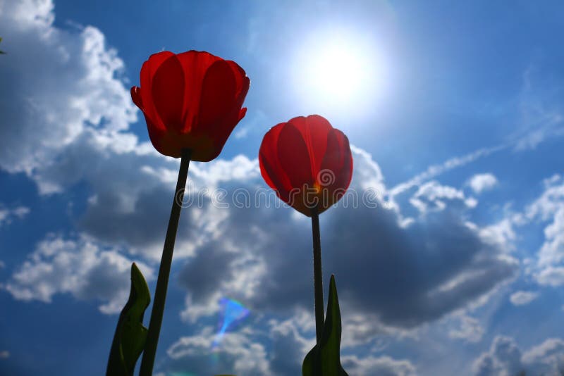Two Red Tulips in Front of the Blue Sky Stock Image - Image of blue ...