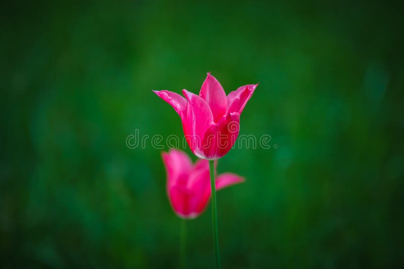 Two red tulips stock photo. Image of branches, fresh - 69945908