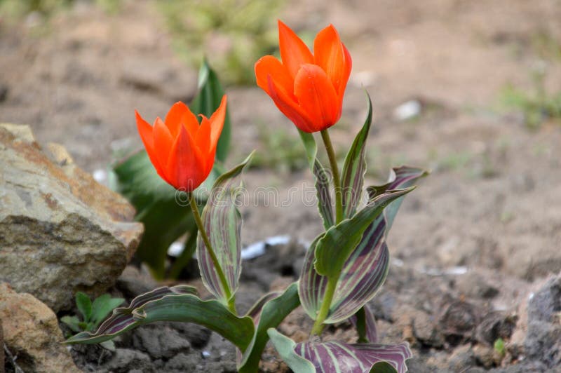 Two Red Tulips Growing in a Botanical Garden Stock Photo - Image of ...