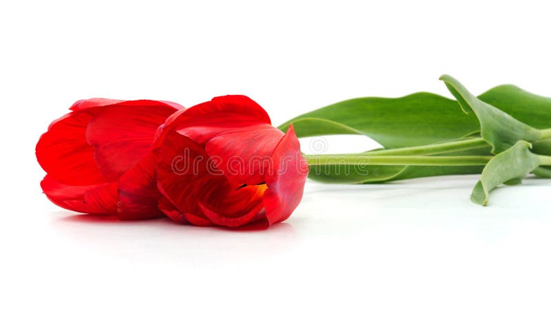 Two red tulips stock image. Image of leaf, season, tulips - 179334491