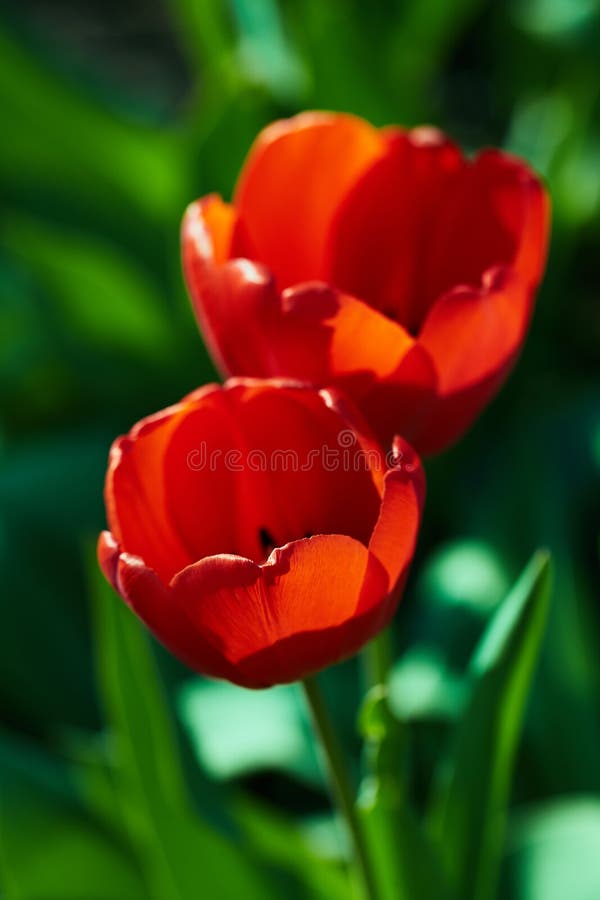 Two red tulips in spring stock photo. Image of season - 90878490