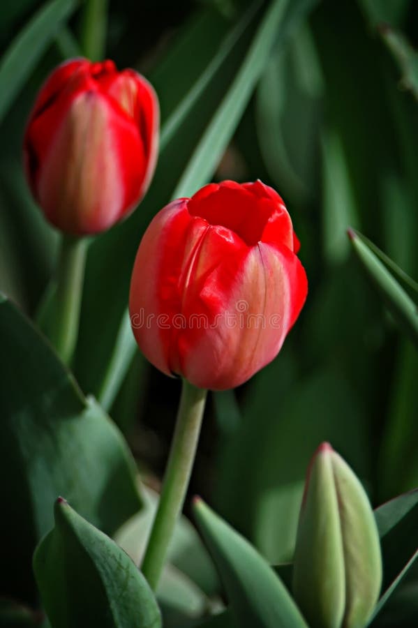 Two Red Tulips stock image. Image of vibrant, season - 88066007