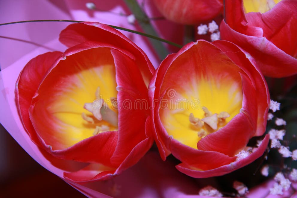 Two Red Tulips with a Yellow Center Stock Photo - Image of center ...