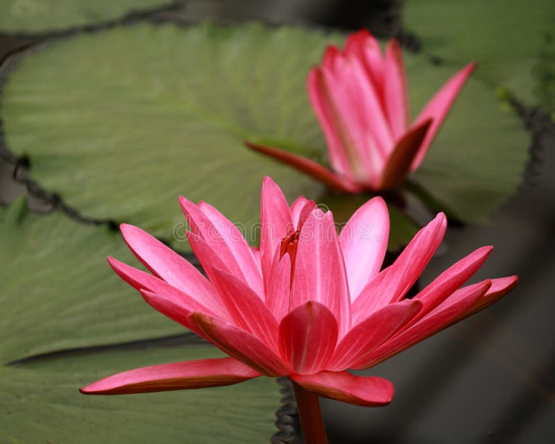 Two Red Water Lily Flower Heads Stock Image - Image of pink, lotos ...
