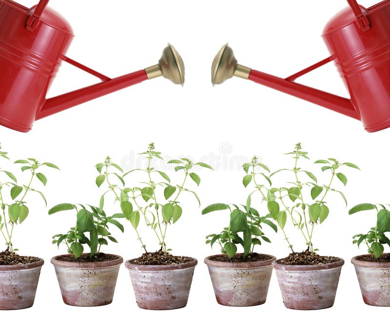 Two Red Watering Cans and Plants in Pots Stock Image - Image of holding ...