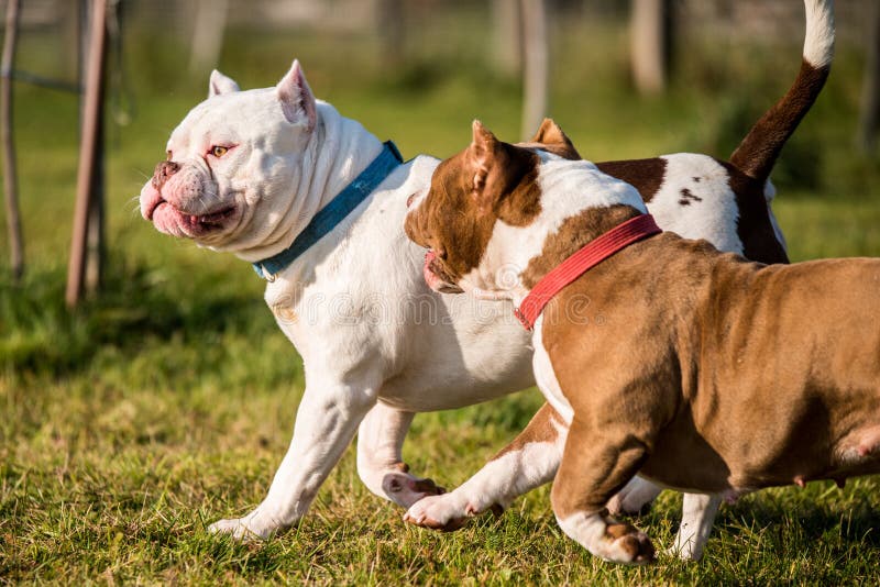 Two Red and White Color American Bully Dogs are Walking and Playing ...