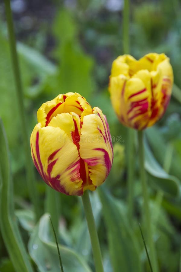 Two red-yellow tulip stock photo. Image of fauna, grass - 85839766