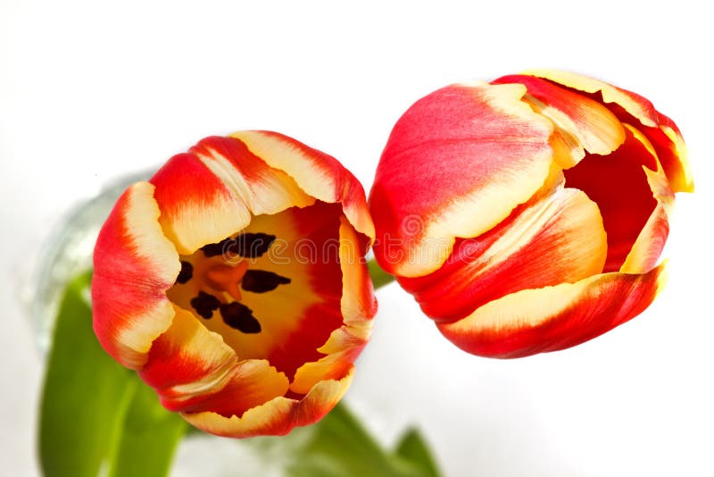 Two Red and Yellow Tulips stock image. Image of background - 31111519