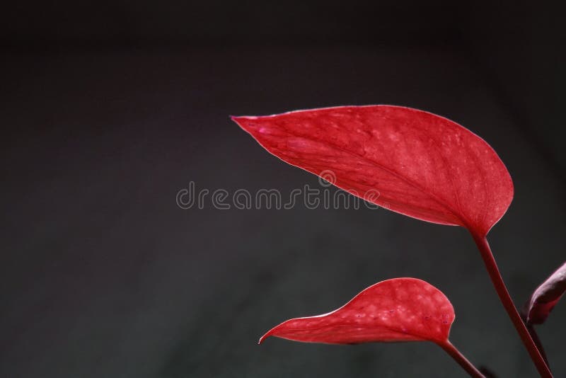 Two red zen leaves in team stock photo. Image of heirarchy - 692298