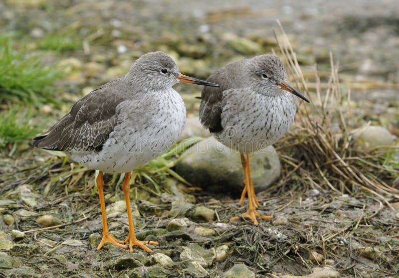 Redshank stock photo. Image of bird, wetland, waterbird - 29930558