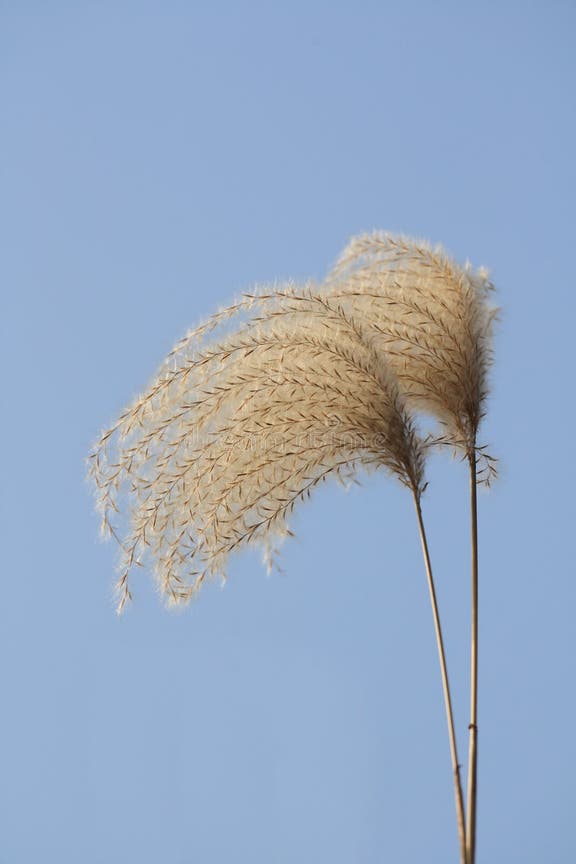 Two reed stock photo. Image of country, looking, life - 12125688