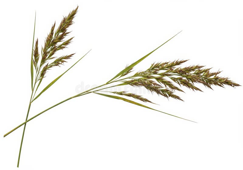 Two Reed Stems Isolated on White Background for Design Elements Stock ...