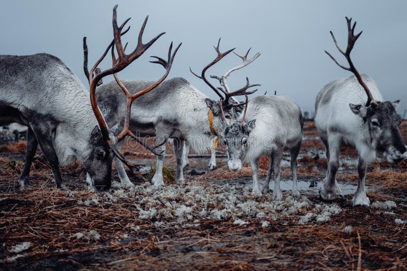 Two Reindeer Eating Lichen in the Arctic Circle Outside Tromso, Norway ...