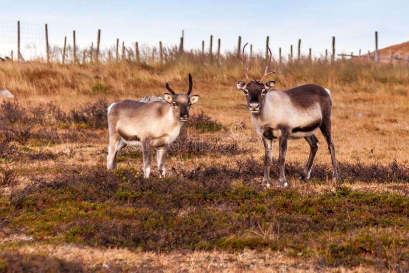 Two reindeer looking ahead stock image. Image of mammal - 113974605