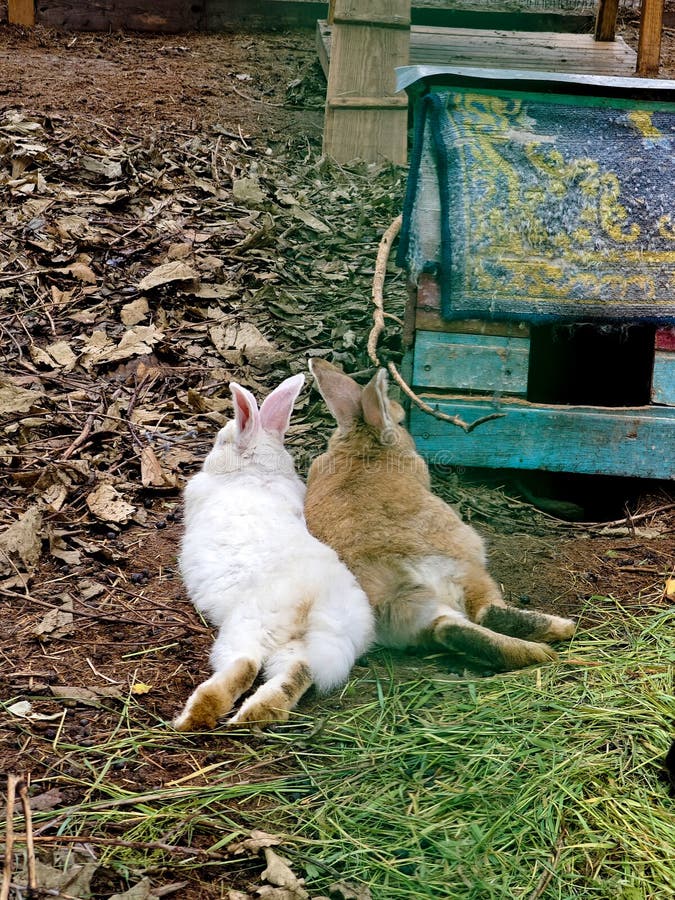 Two Relaxing Rabbits Lounging on the Ground in a Natural Setting Stock ...