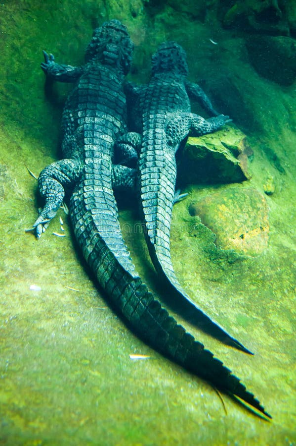 Two reptiles tails stock photo. Image of amphibian, gator - 63149698