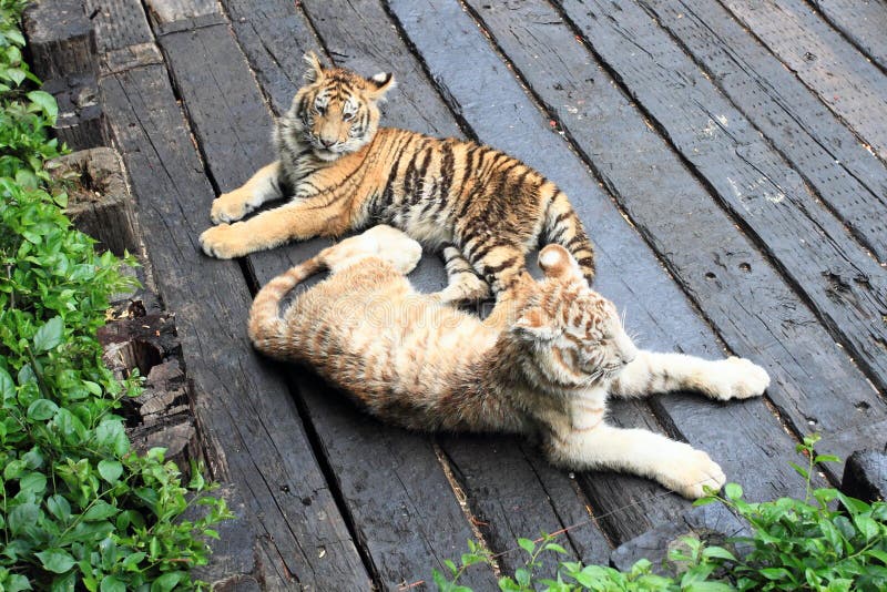 Resting tigers. stock image. Image of nature, resting, asia - 233829