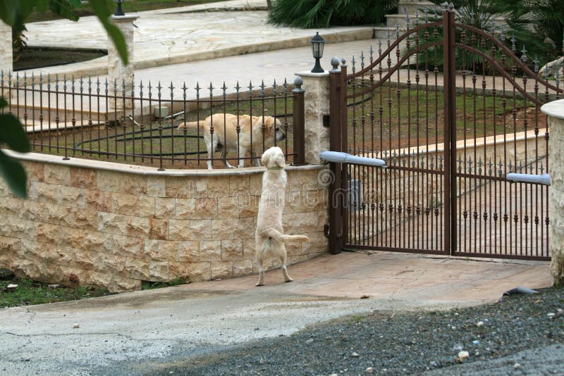 Two dogs beside a gate stock image. Image of outside - 133674303