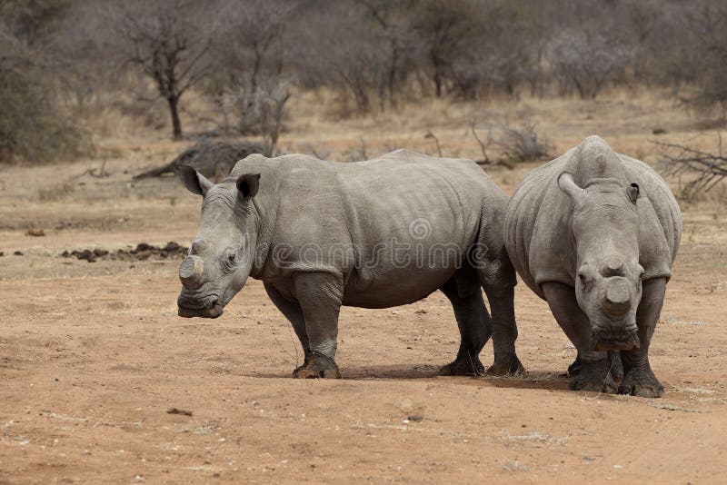 Two Rhino with Cut Horns To Protect Against Poaching Stock Image ...