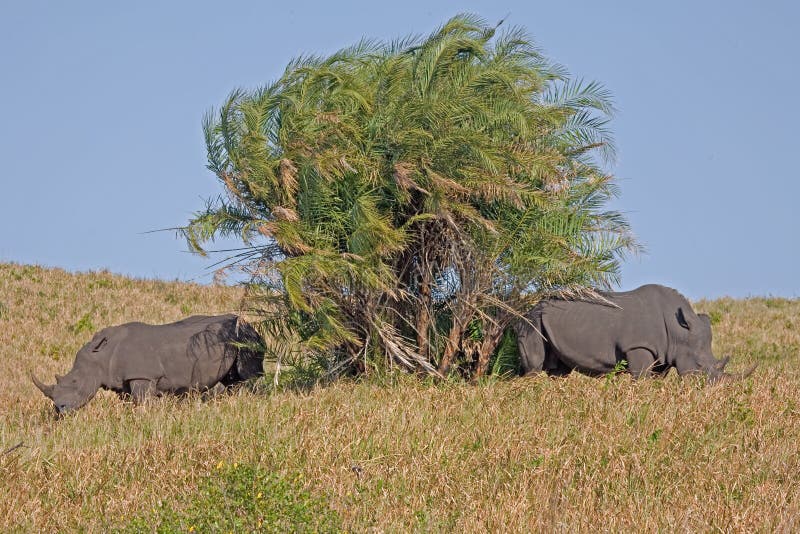 Two rhinoceros stock photo. Image of white, tree, wildlife - 11532604