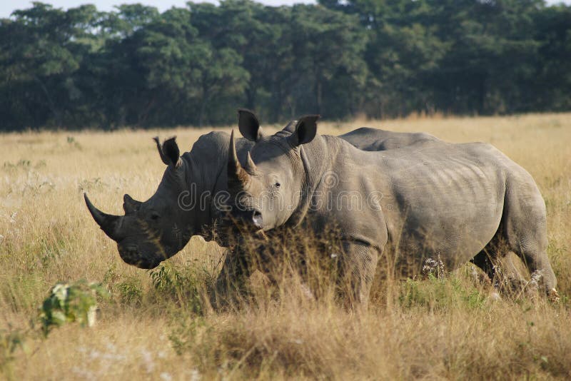 Two rhinoceros stock image. Image of animals, rhino, grass - 129831