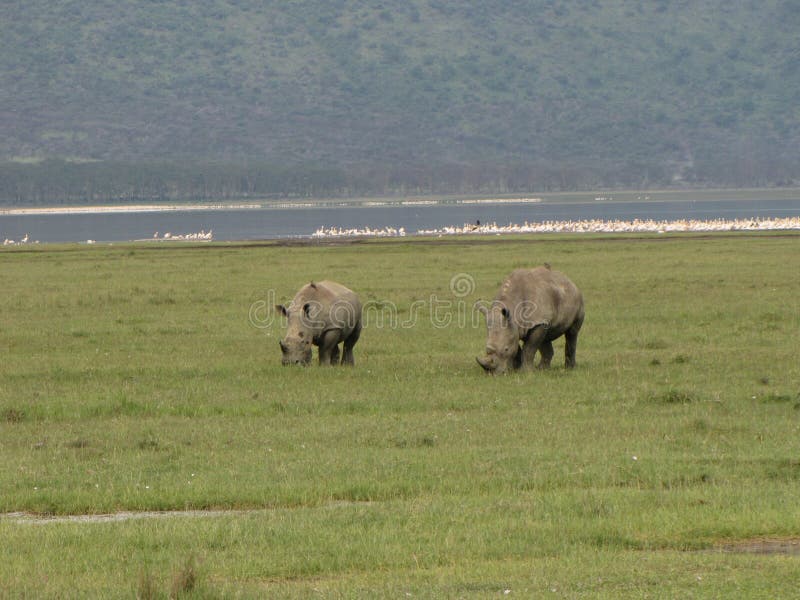 Two rhinoceros stock photo. Image of wild, herb, rhino - 27891564